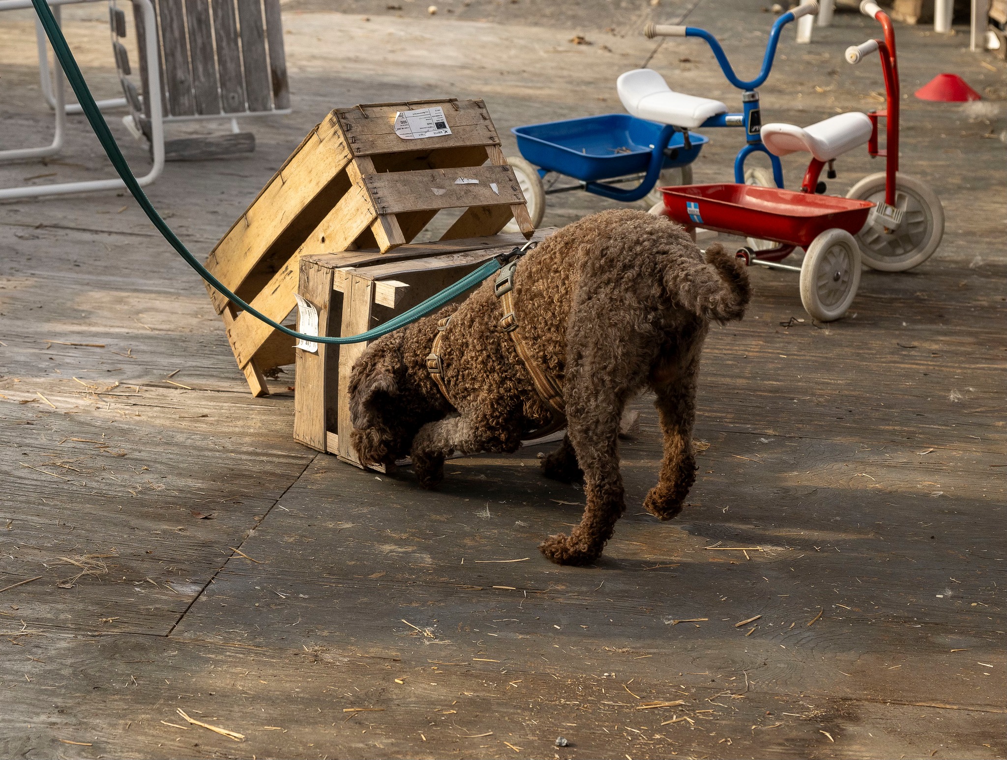 Nose Work Fortsättningskurs – Norrtälje Lokala Kennelklubb